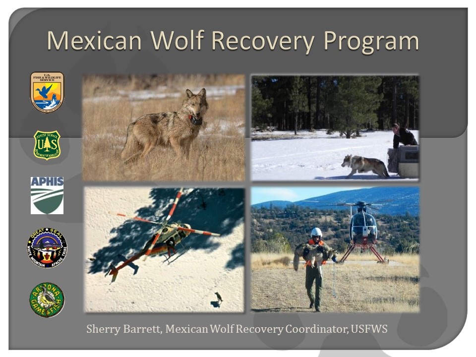 Mexican Wolf Recovery Program - Partnership and Community Collaboration ...